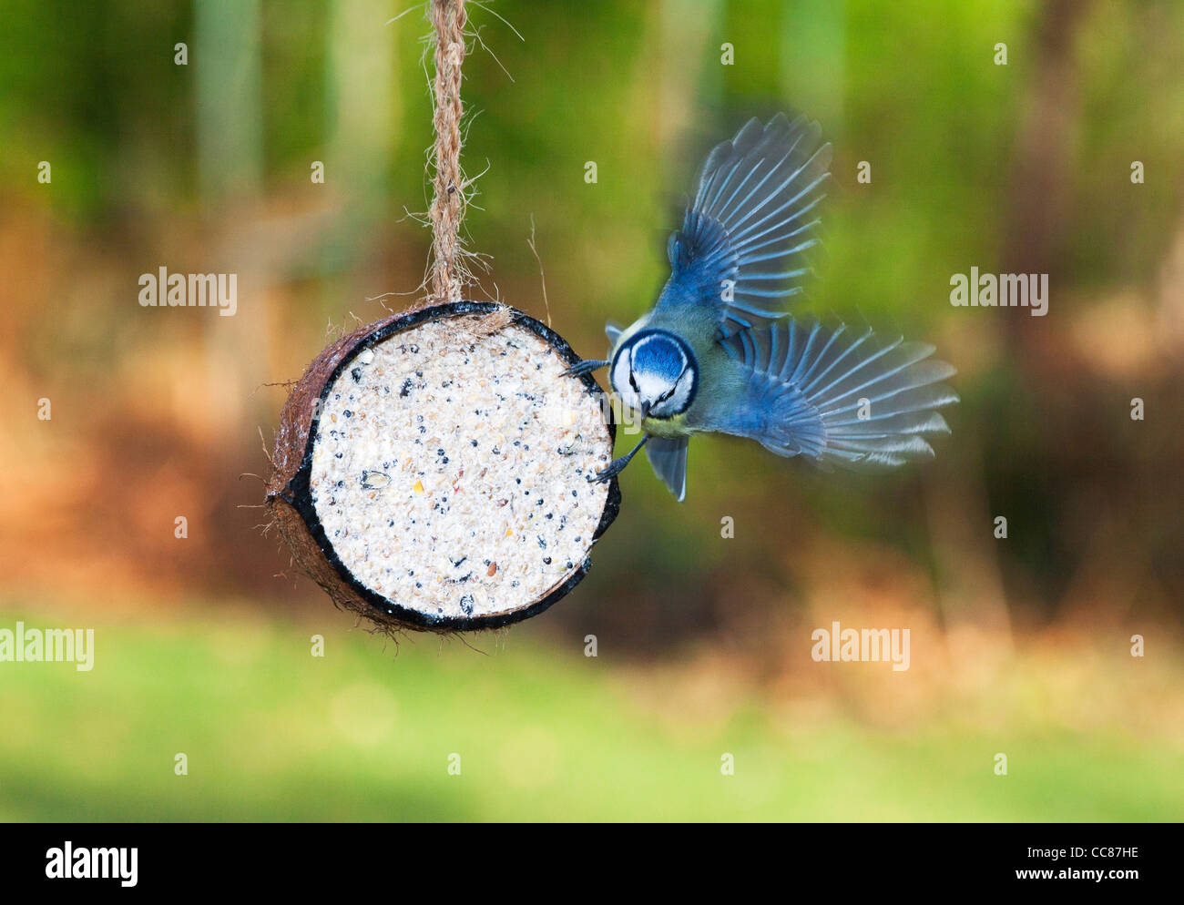A blue tit (Cyanistes caeruleus) flying away from a fat-filled coconut ...