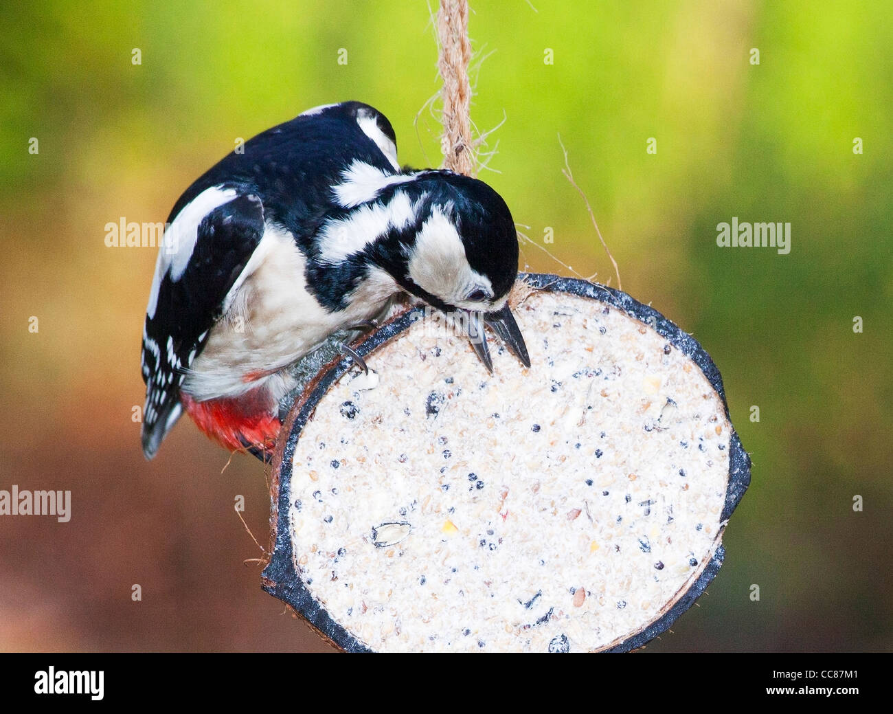 English perches hi-res stock photography and images - Alamy