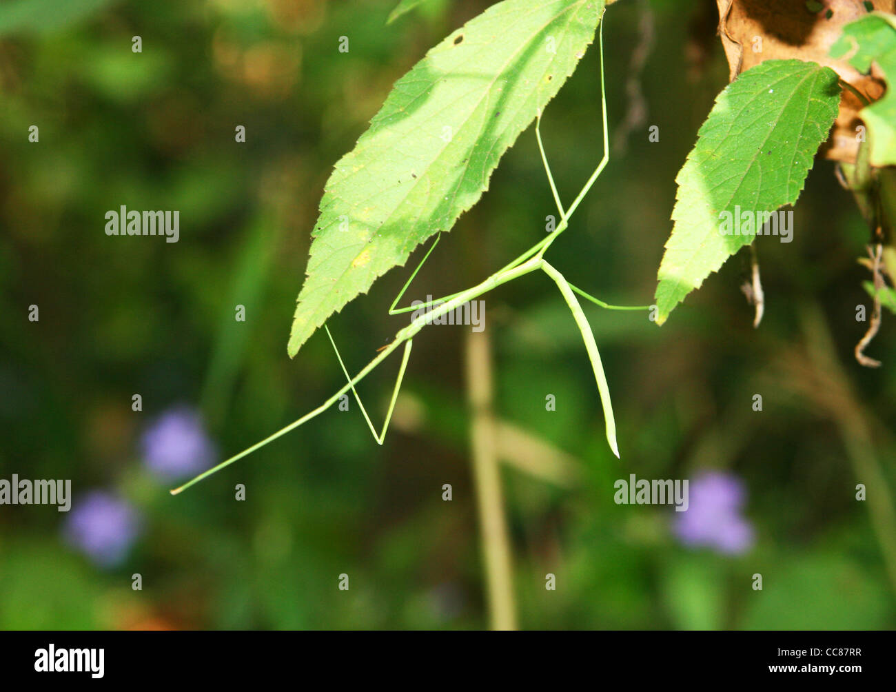 Grass habitat thailand hi-res stock photography and images - Alamy