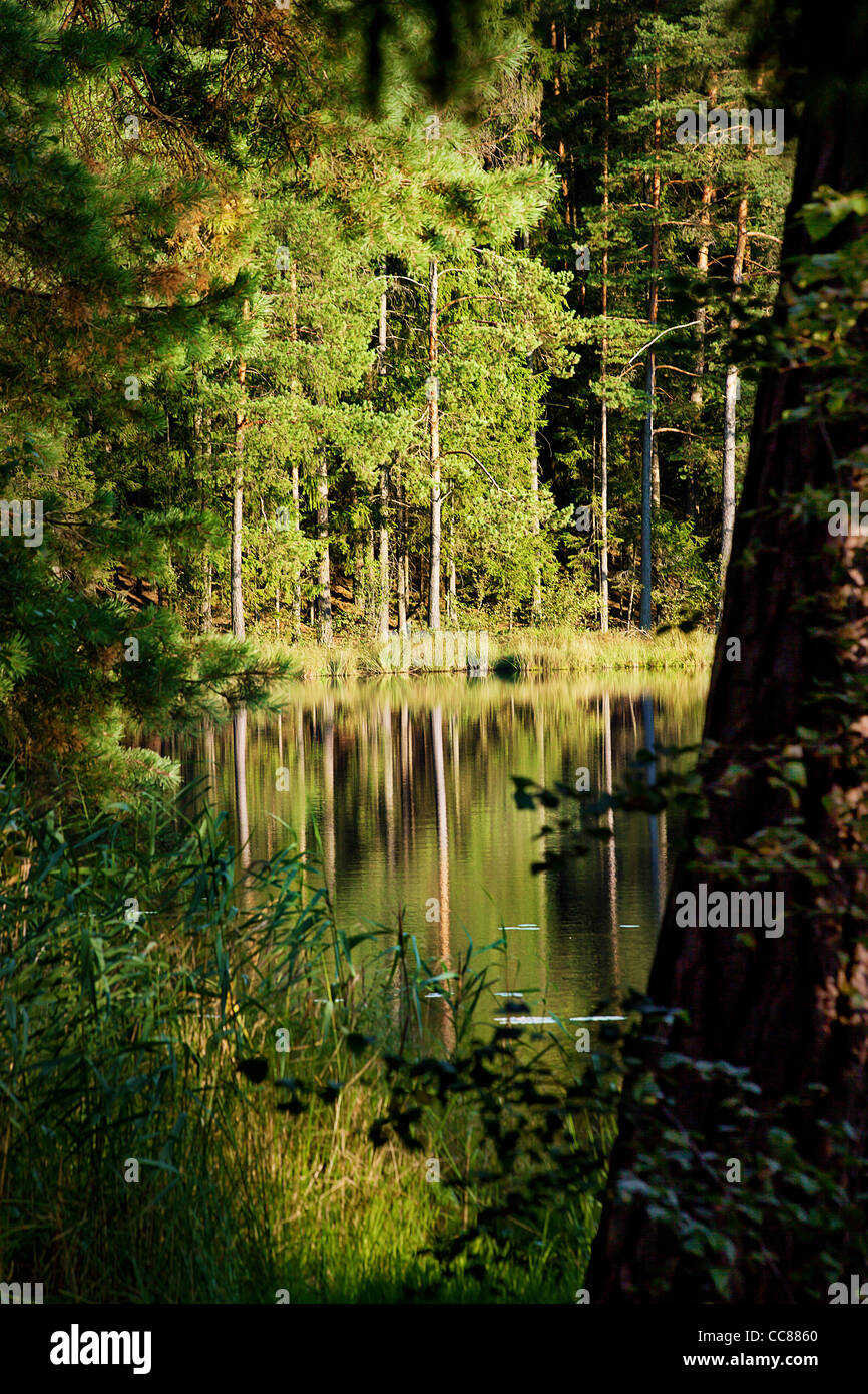 a forest and its reflection in the lake Stock Photo - Alamy