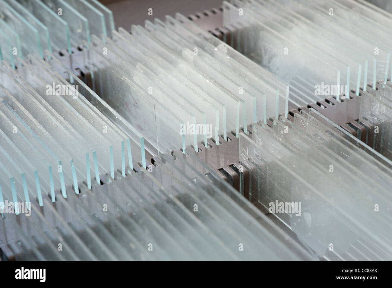 Rows of glass microscope slides ready for use in research with cover ...