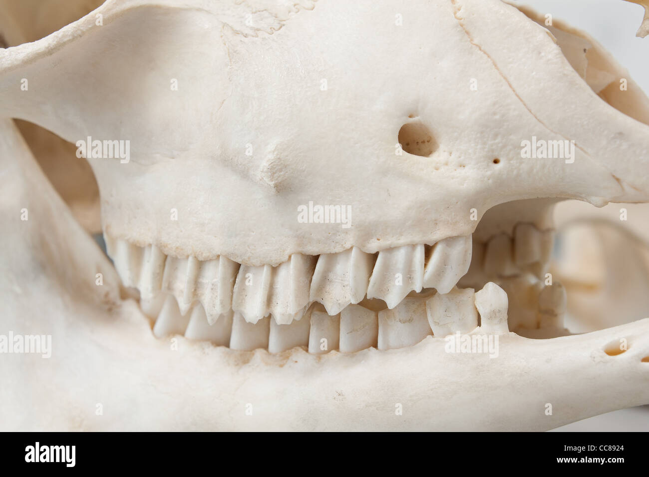 Premolar and molars of sheep skull with foramen mandible maxilla skull ...