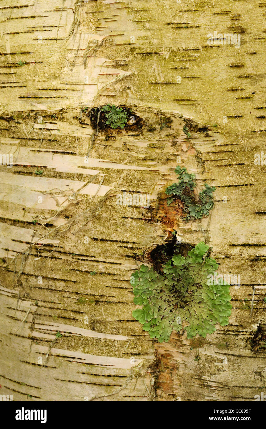 Abele Tree Stock Photos & Abele Tree Stock Images - Alamy