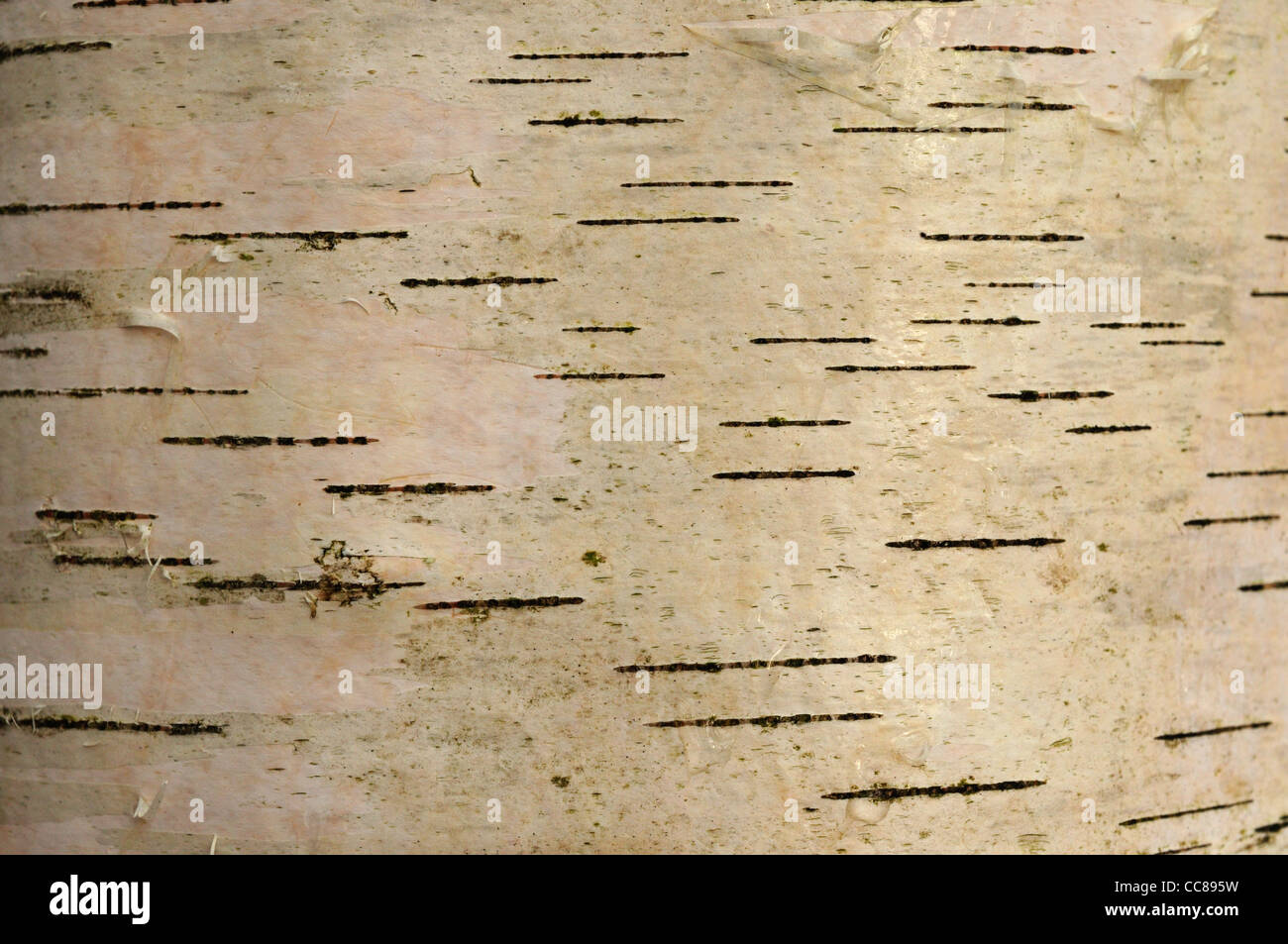 White Poplar (Populus alba Stock Photo - Alamy