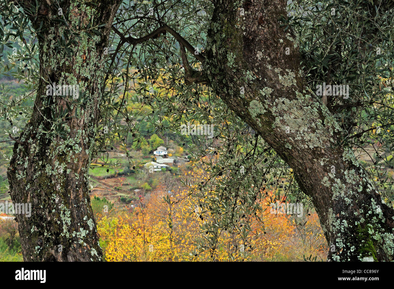 Olive tree plantation. Quiroga, Lugo, Spain Stock Photo - Alamy