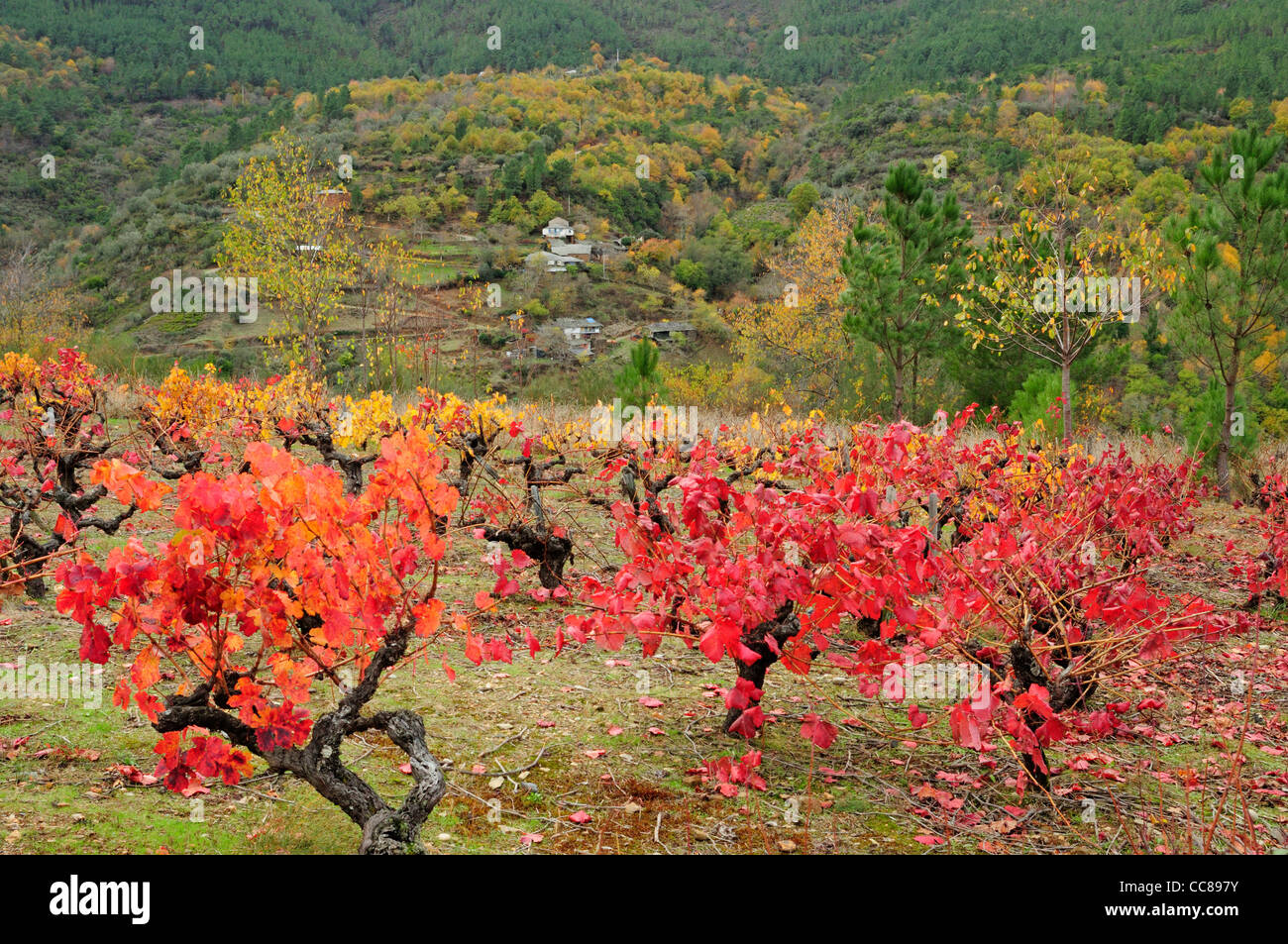Quiroga Galicia High Resolution Stock Photography and Images - Alamy