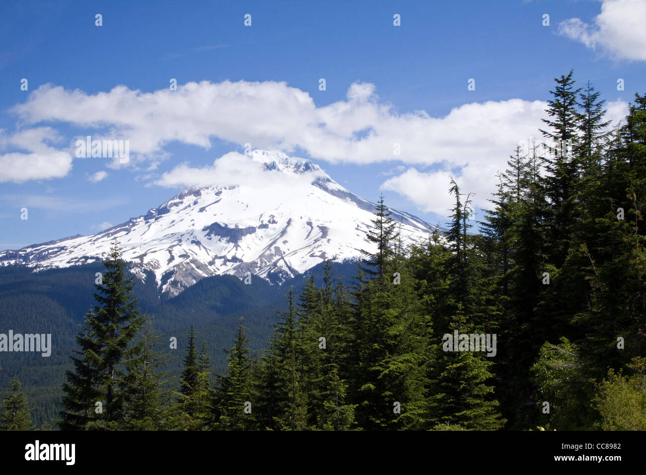 Mt Hood viewed from hiking trail through the MT Hood National Forest ...