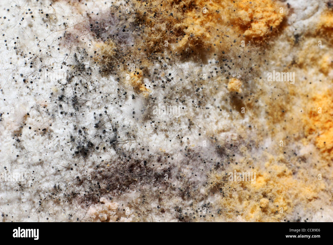 Mould, fungus in a corn bread Stock Photo - Alamy