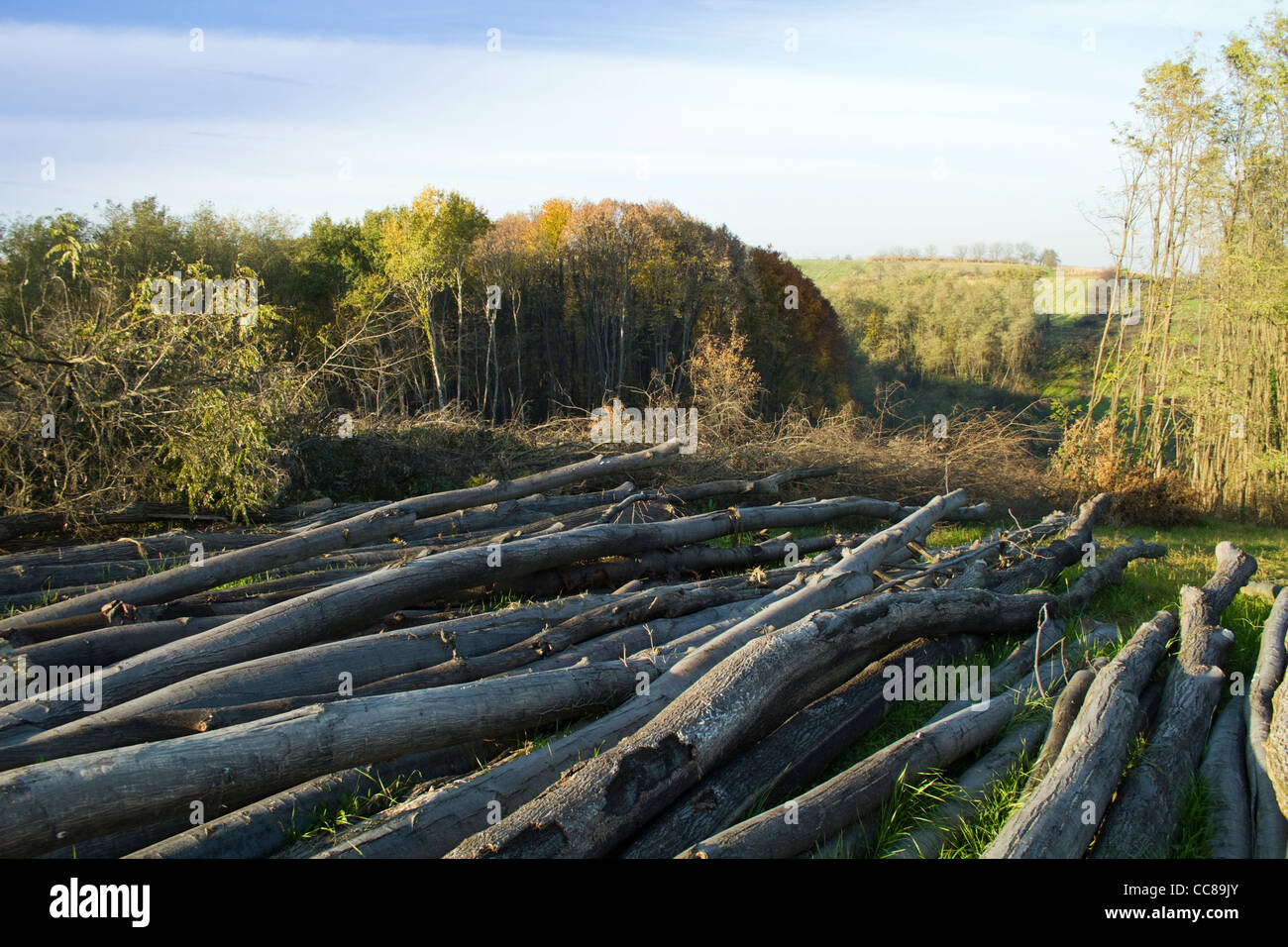 Clearing damaged trees hi-res stock photography and images - Alamy
