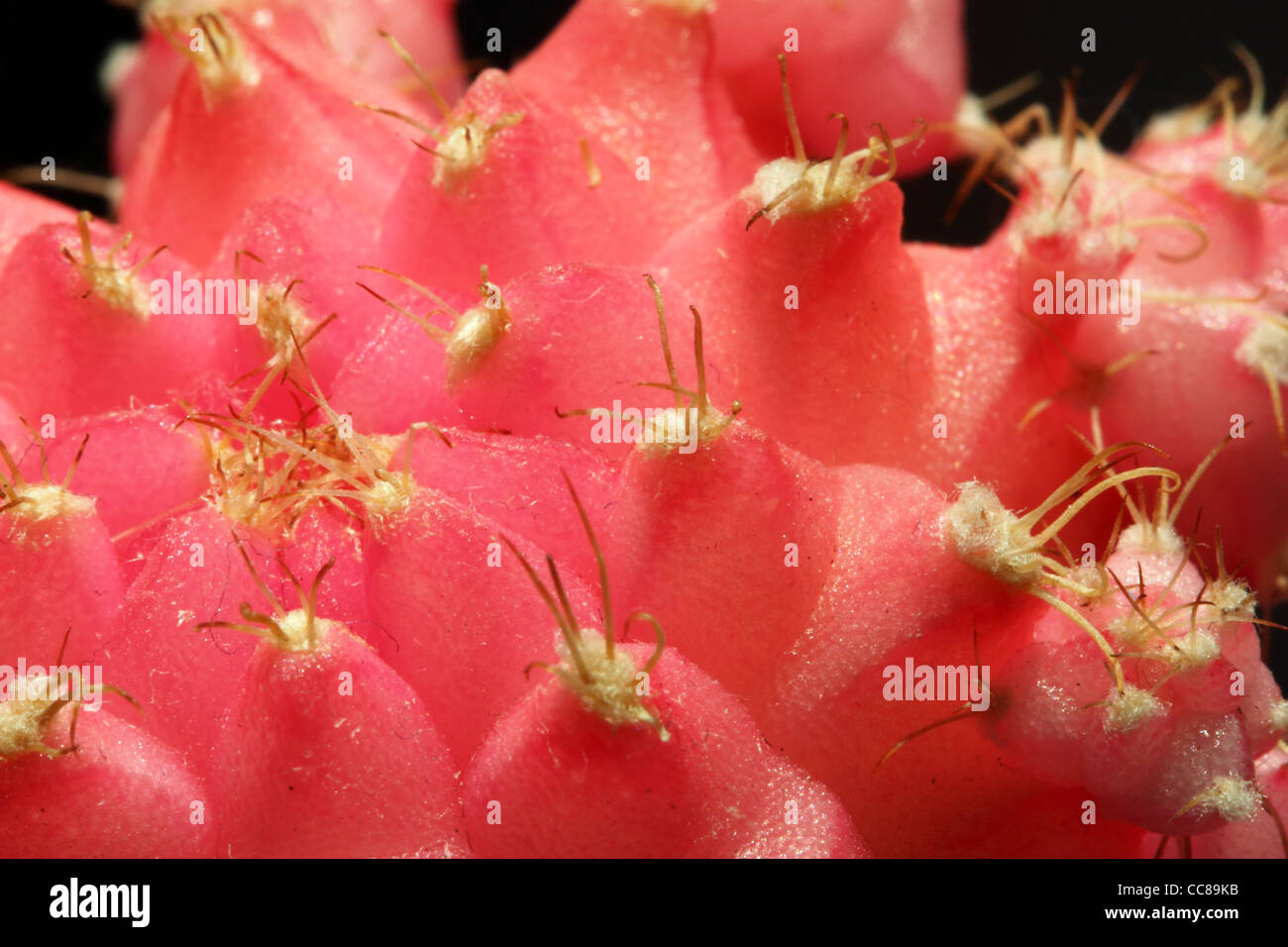 A pink cactus Stock Photo - Alamy
