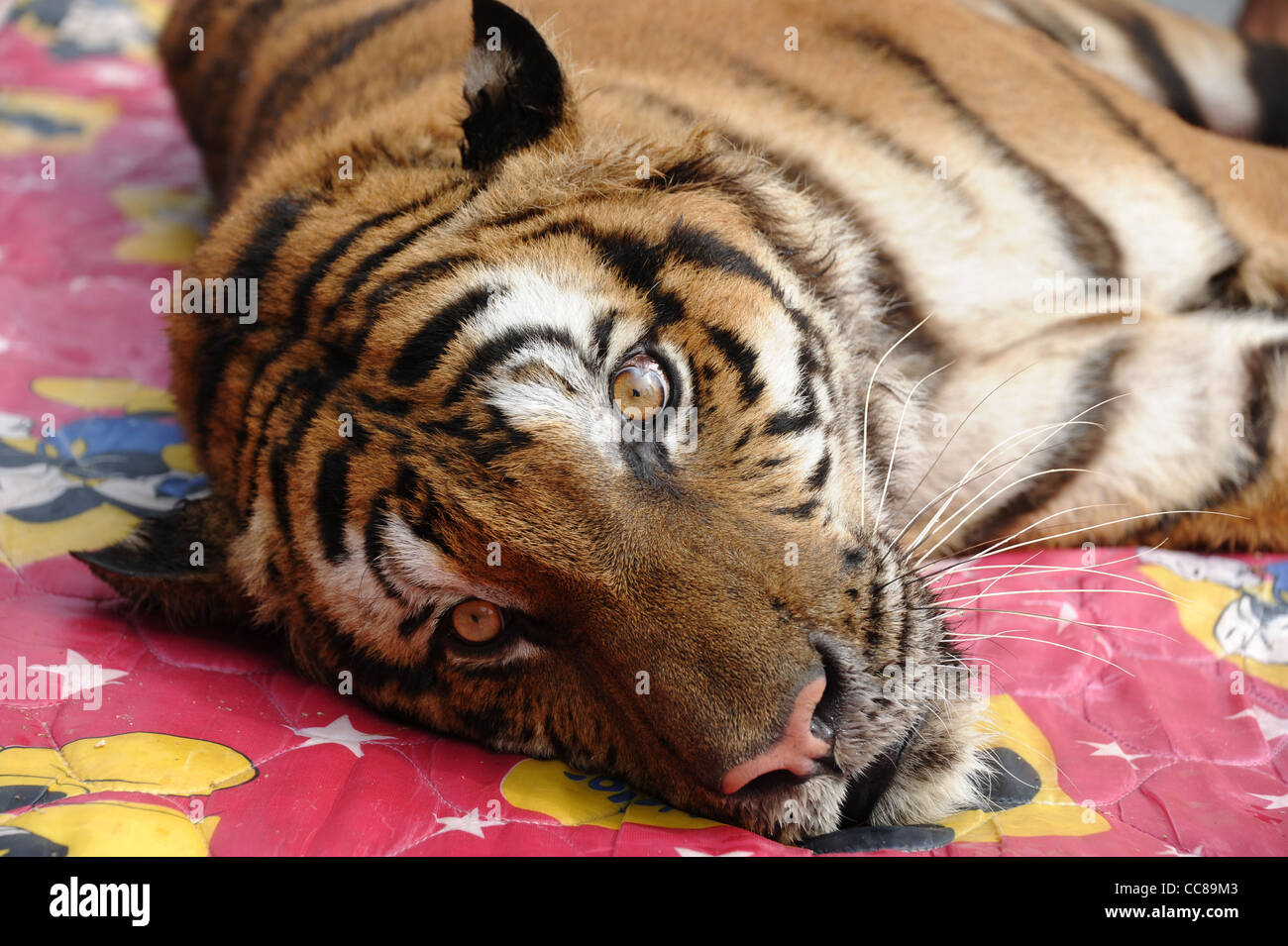 Spinal surgery hi-res stock photography and images - Alamy