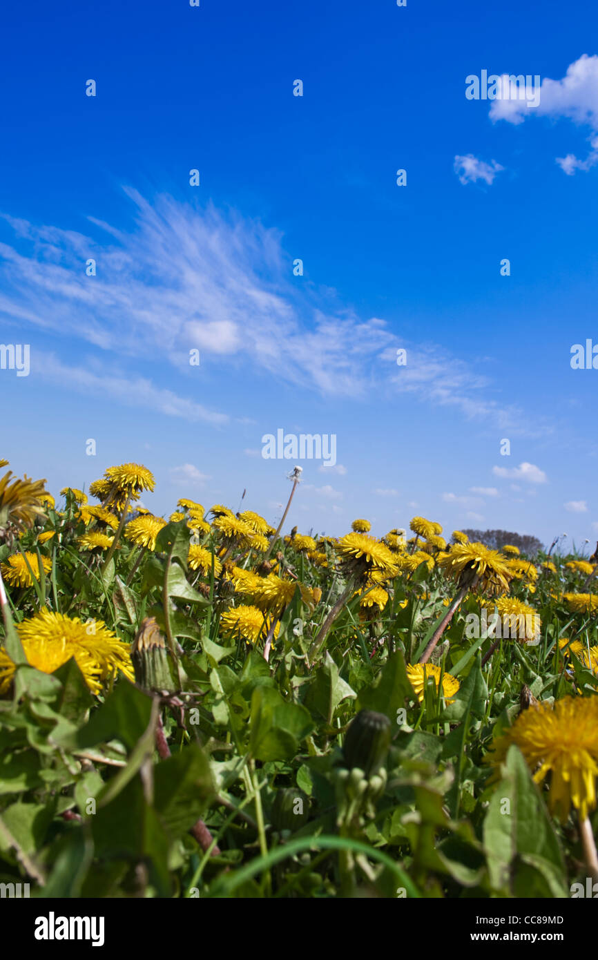 Taraxacum officinale dandelion hi-res stock photography and images - Alamy