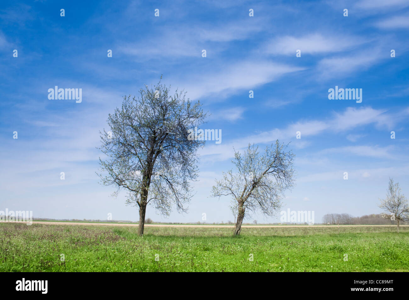 rural landscape with trees Stock Photo - Alamy