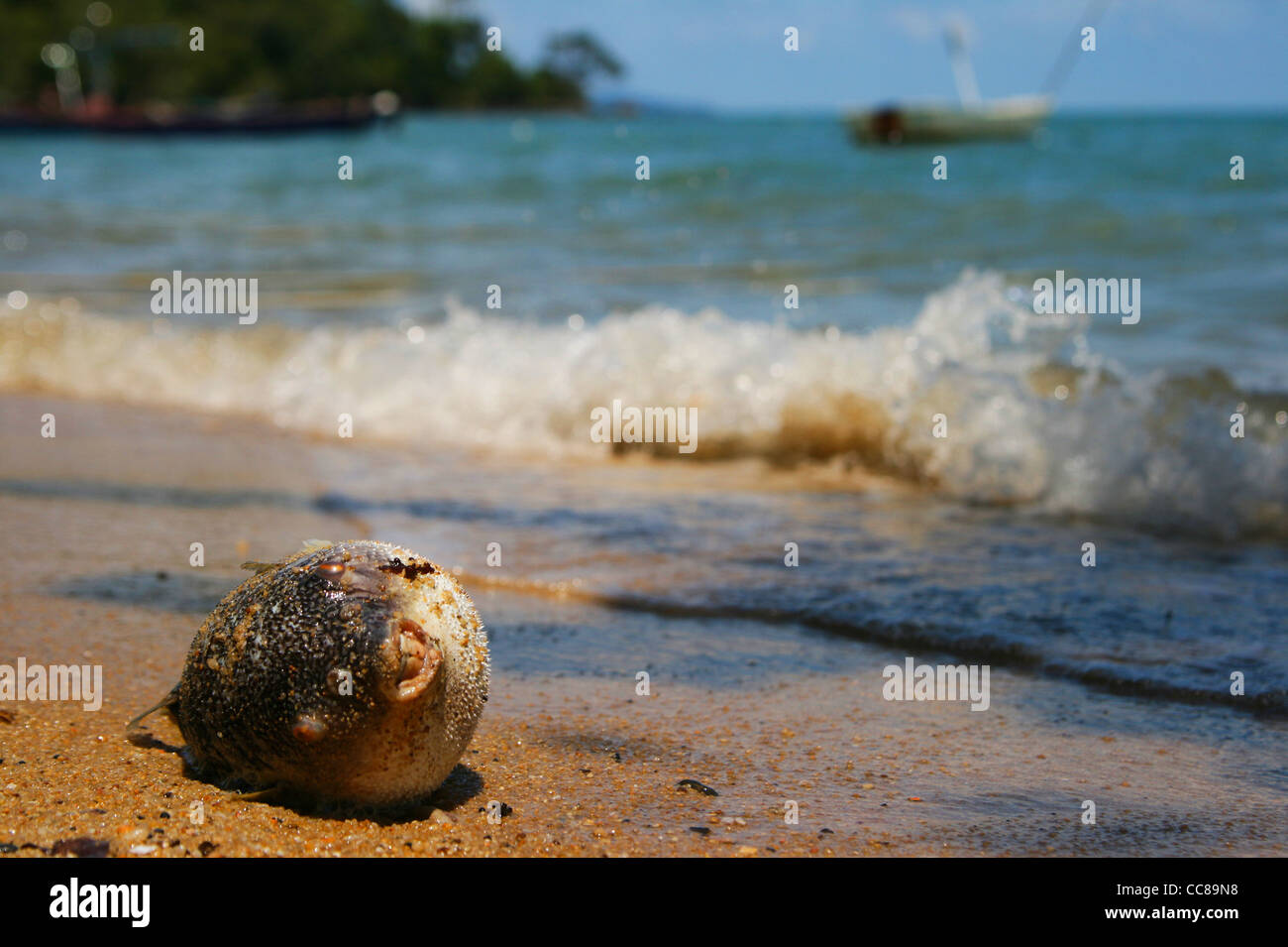 Balloon fish on the beach, Ko Samui. Thailand Stock Photo - Alamy
