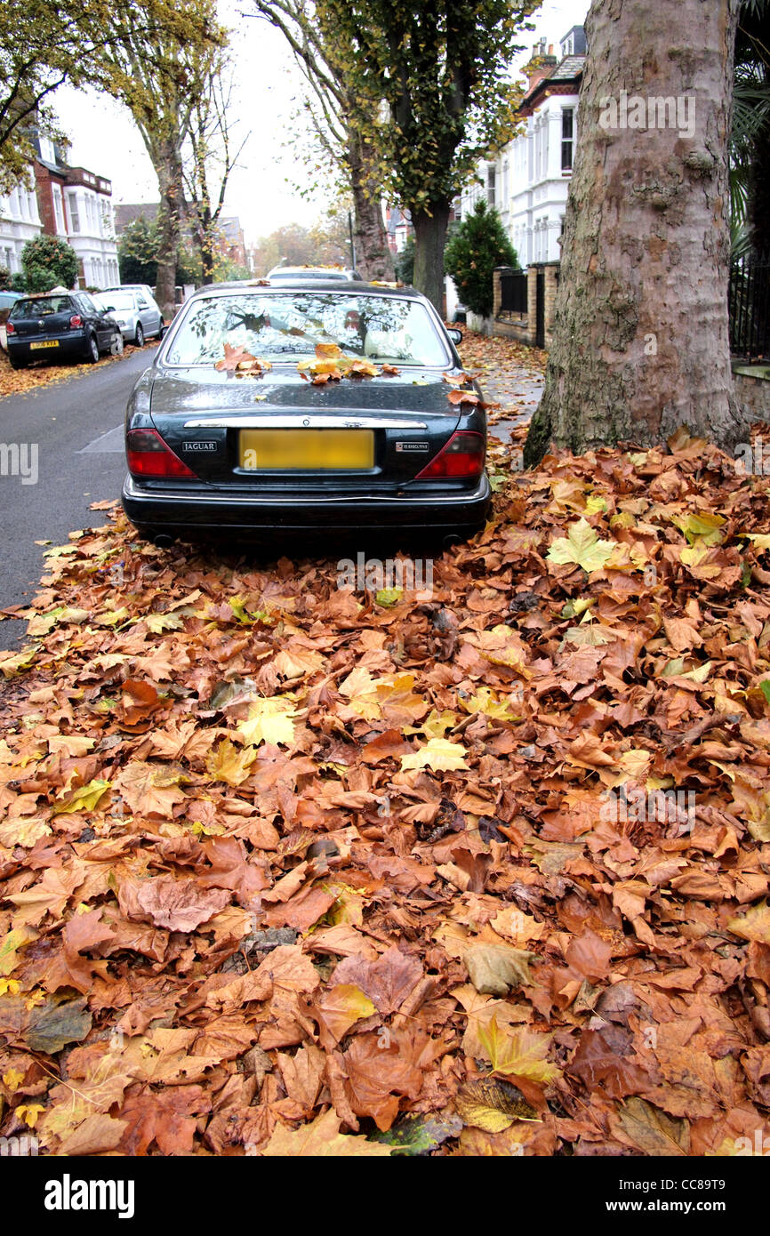dead brown leaves on road street in London uk in autumn great britain ...