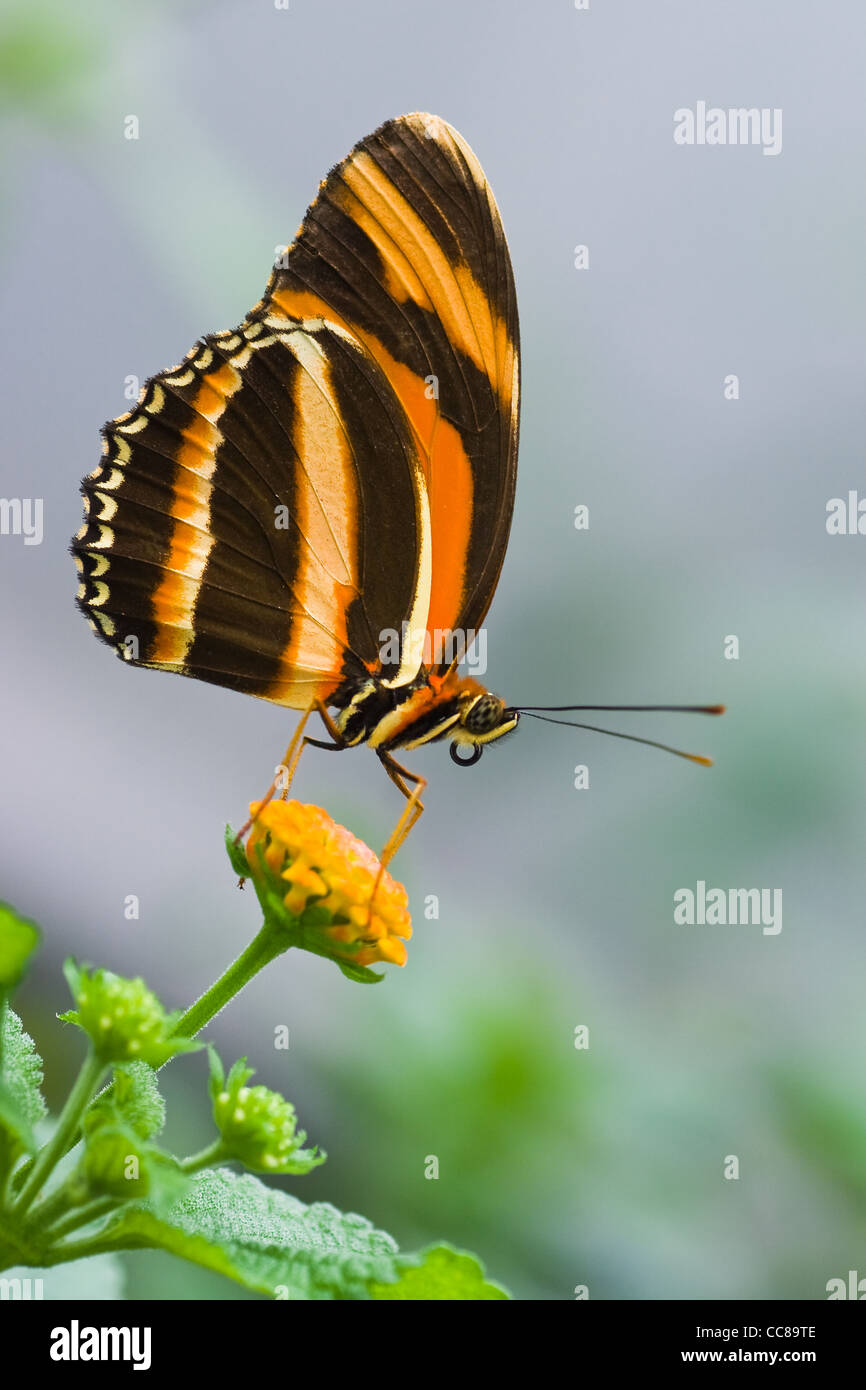 Butterfly Banded Orange Tiger, Banded Orange Heliconian or Dryadula ...