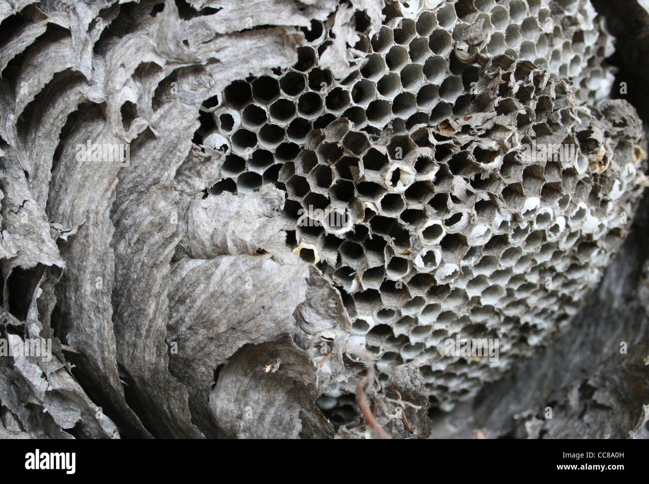 European Paper Wasp Nest