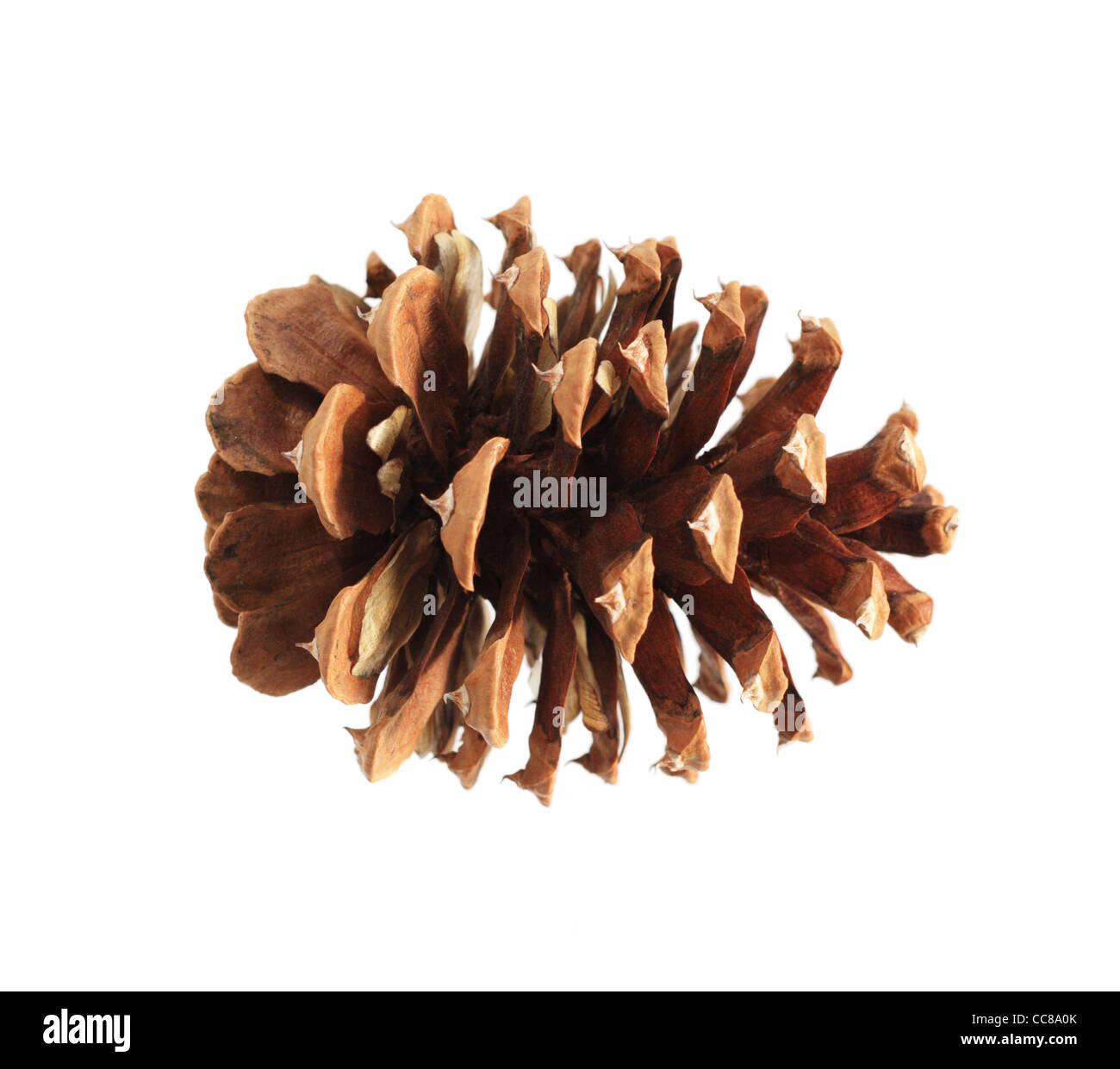 Ponderosa pine pinus ponderosa close up Cut Out Stock Images & Pictures ...