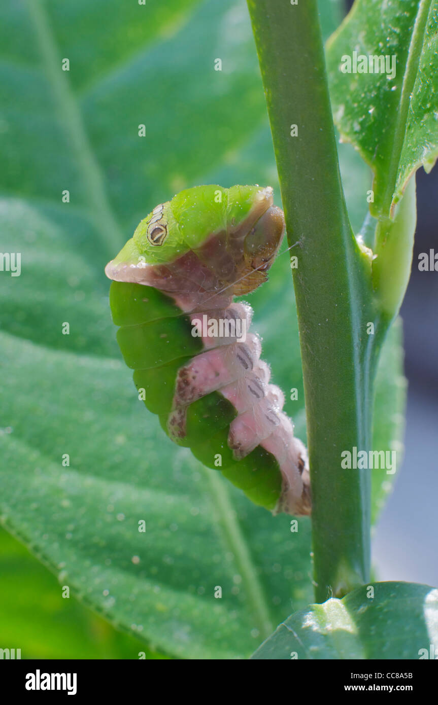Red Helen (Papilio helenus) larva Stock Photo - Alamy