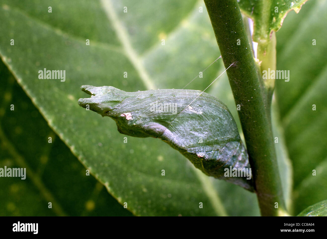 Red Helen (Papilio helenus) larva Stock Photo - Alamy