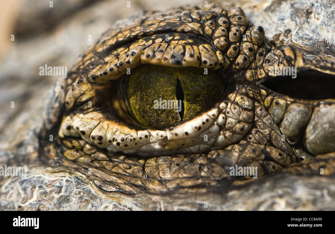 Diving with crocodiles hi-res stock photography and images - Alamy