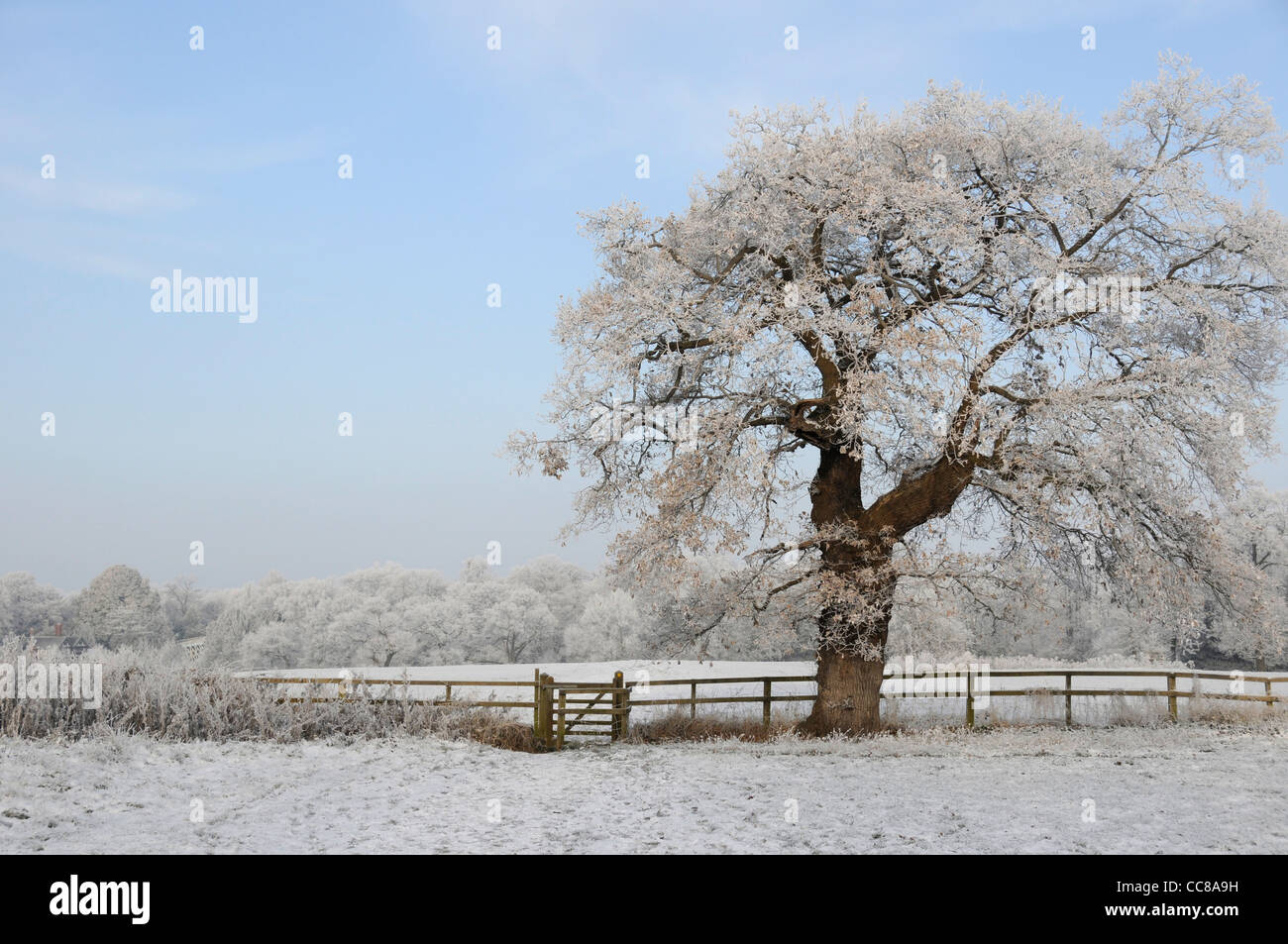 Chester frost uk hi-res stock photography and images - Alamy