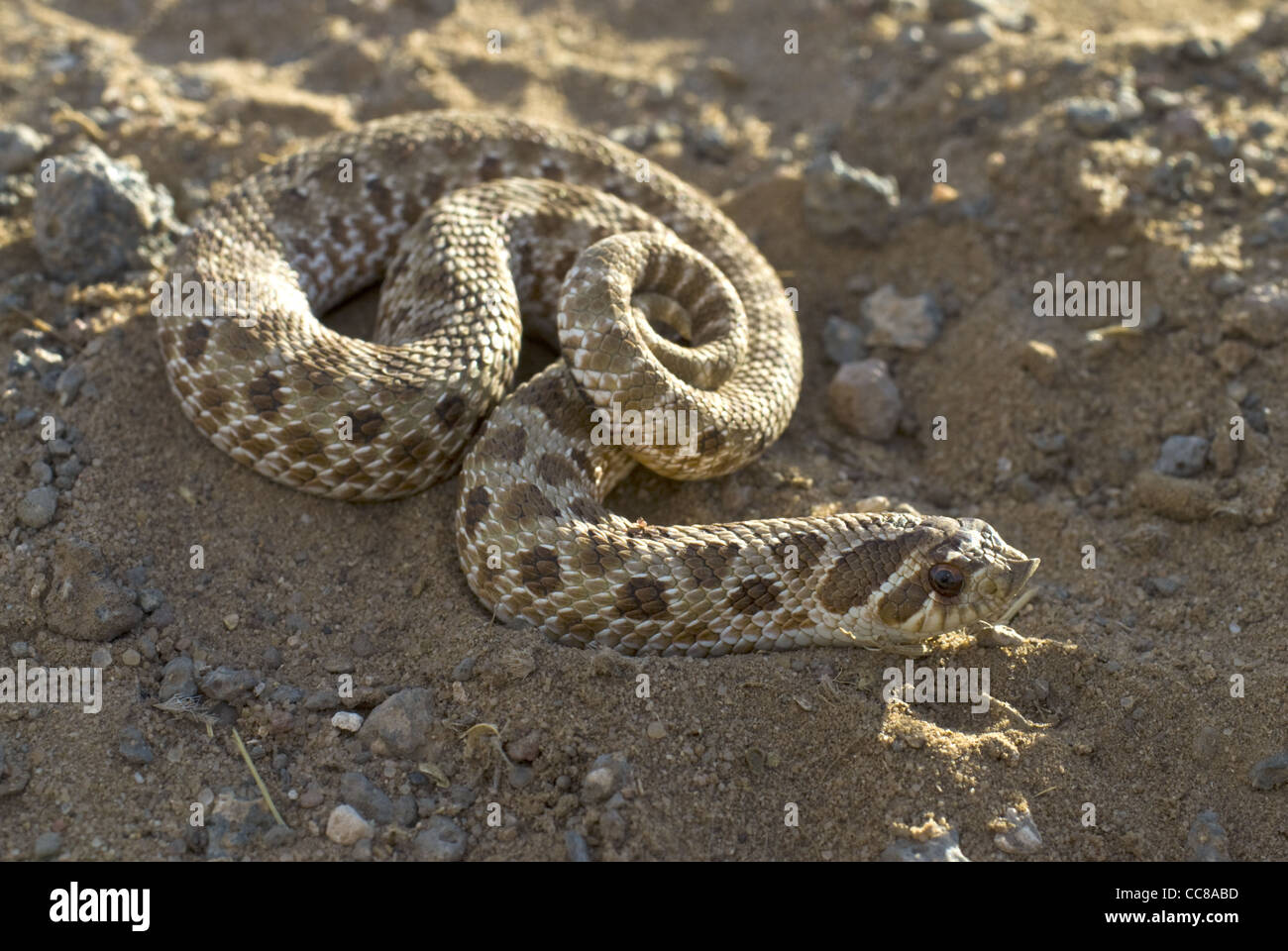 Plains Hog-nosed Snake, (Heterodon nasicus), Bernalillio county, New ...