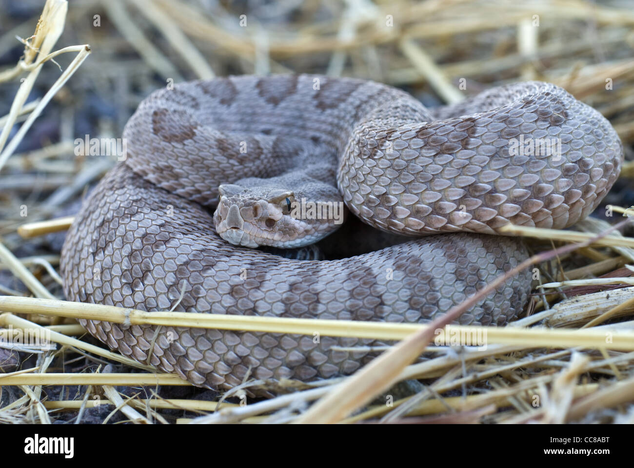 Prairie Rattlesnake, (Crotalus viridis), Bosque del Apache National ...