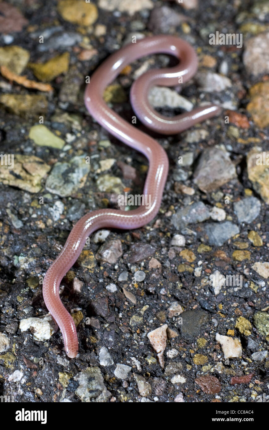 Threadsnake hi-res stock photography and images - Alamy