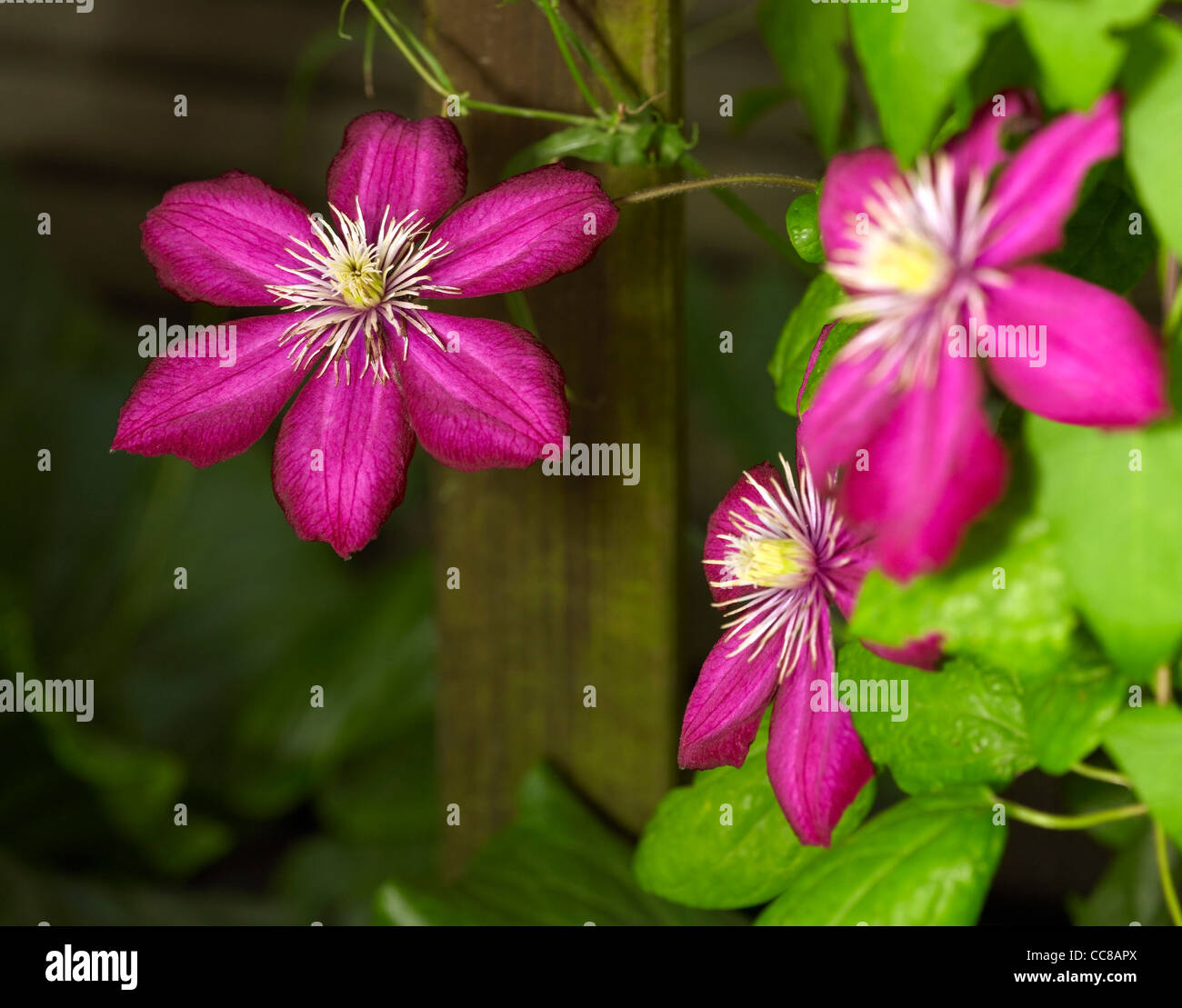 some intense colored violet Clematis flowers in dark blurry back Stock ...