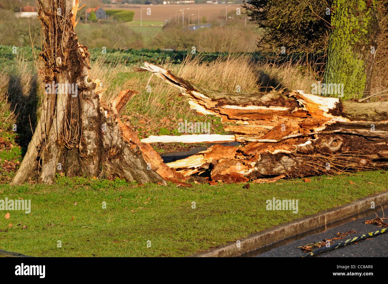 Decayed tree blown over during winter storm and bringing down cables ...