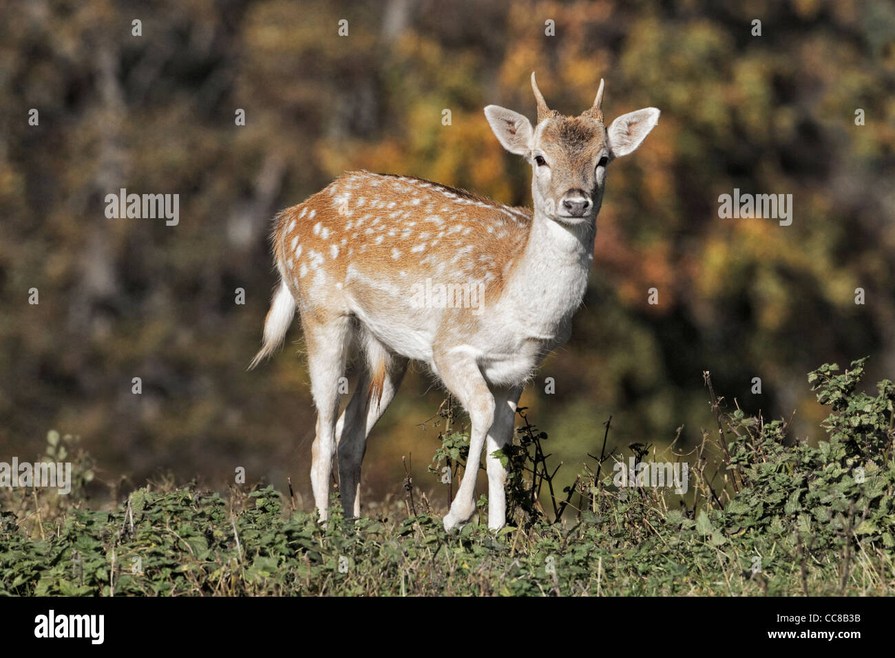 Male european fallow deer hi-res stock photography and images - Alamy