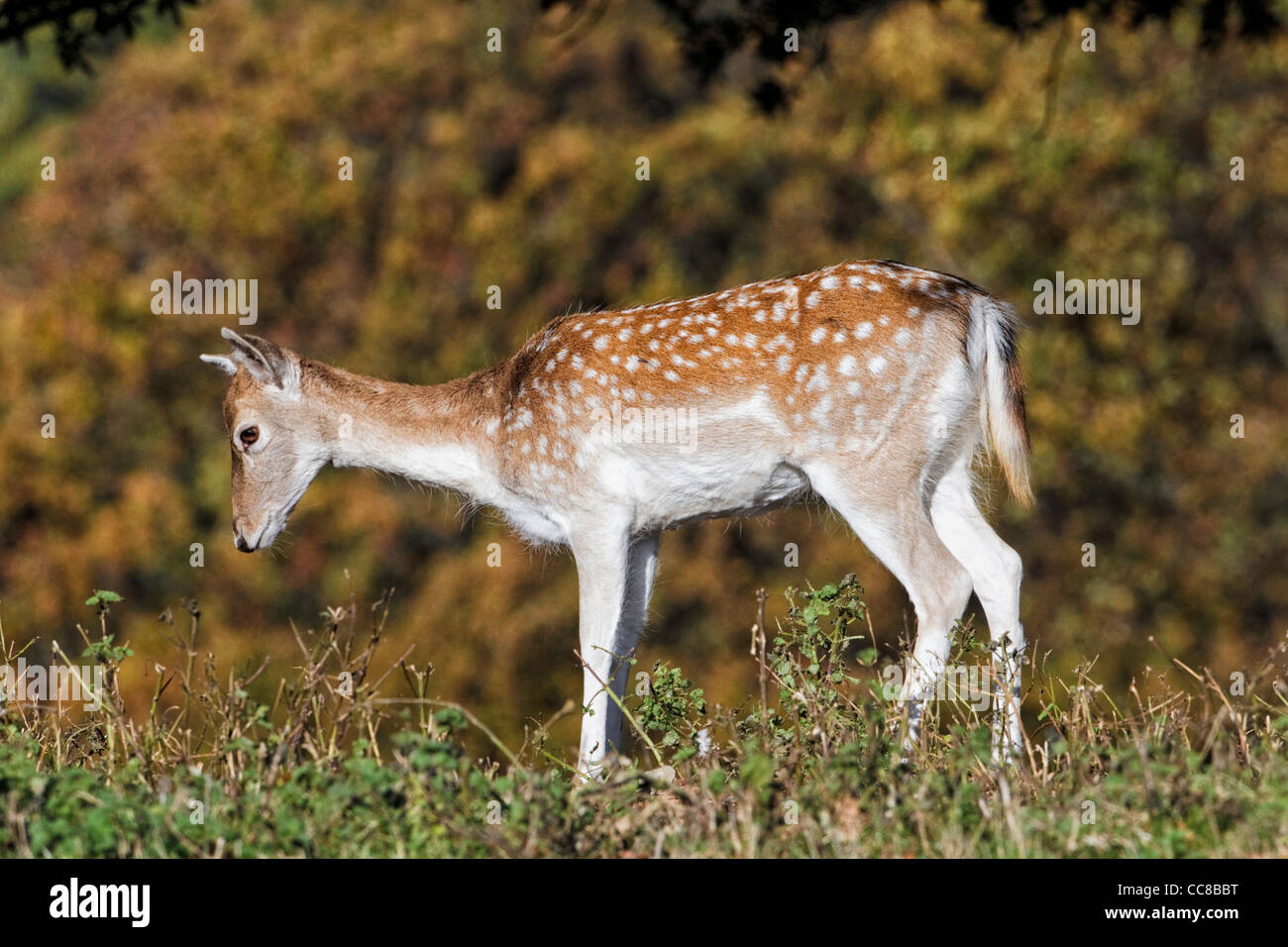 Fallow Deer - female Stock Photo - Alamy