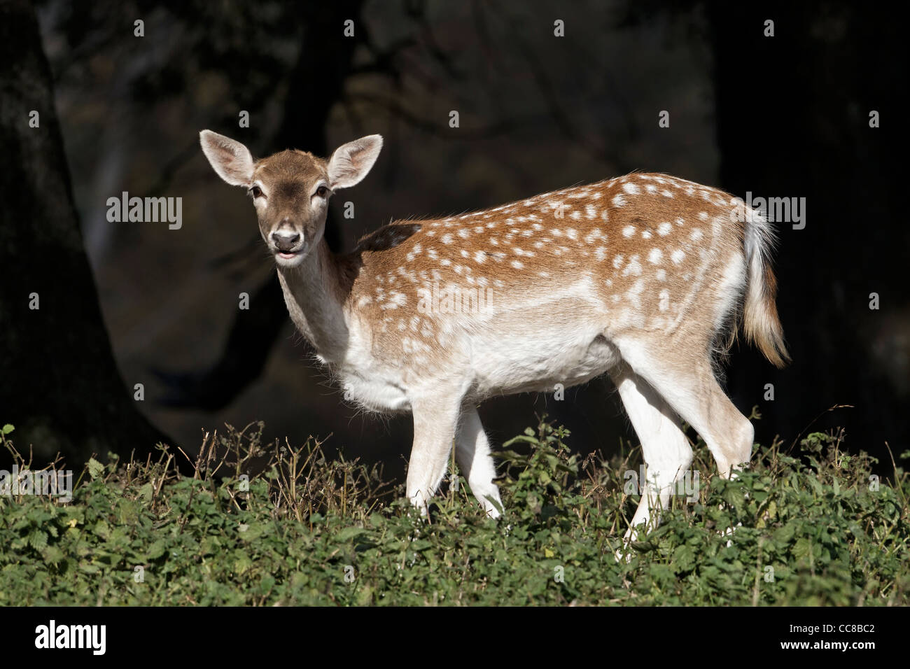 Fallow Deer - female Stock Photo - Alamy