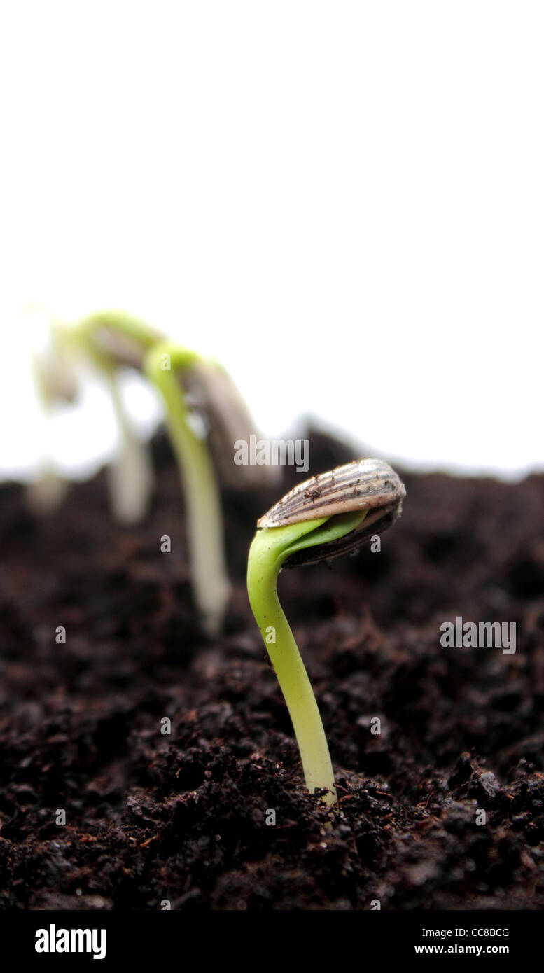 Sunflower plant sprouts Stock Photo - Alamy