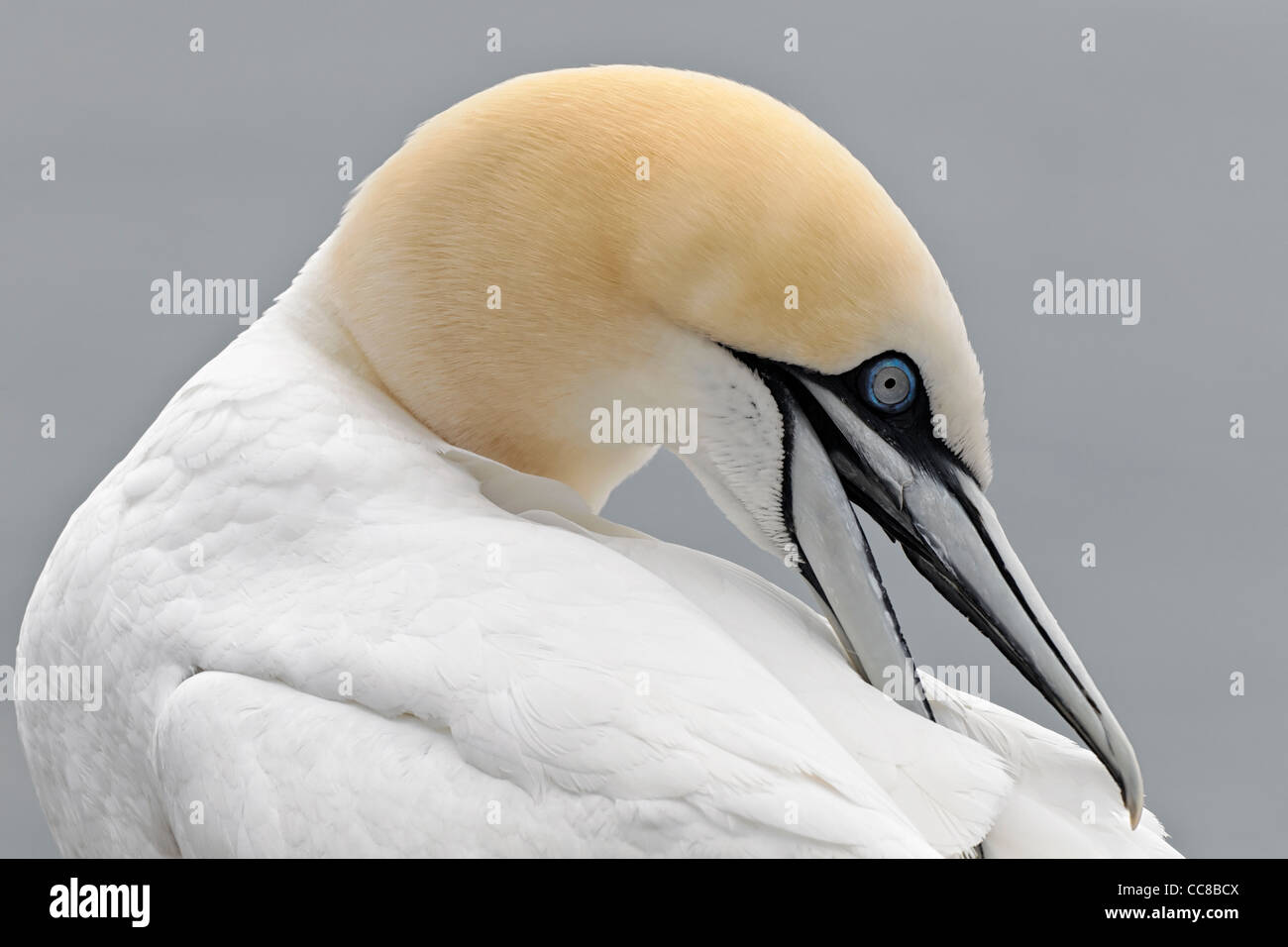 Preening gannet hi-res stock photography and images - Alamy