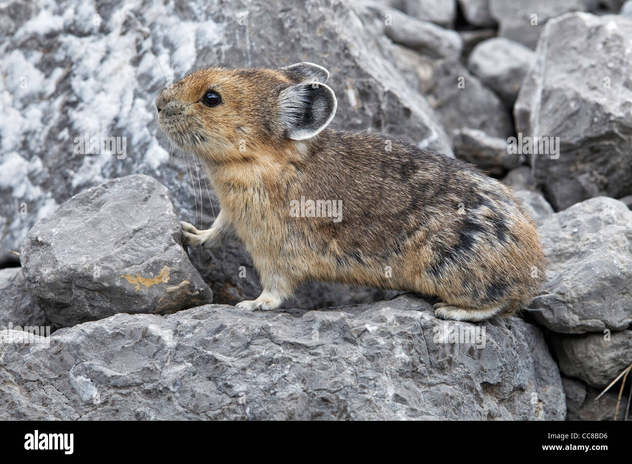 Northern or American Pika Stock Photo - Alamy