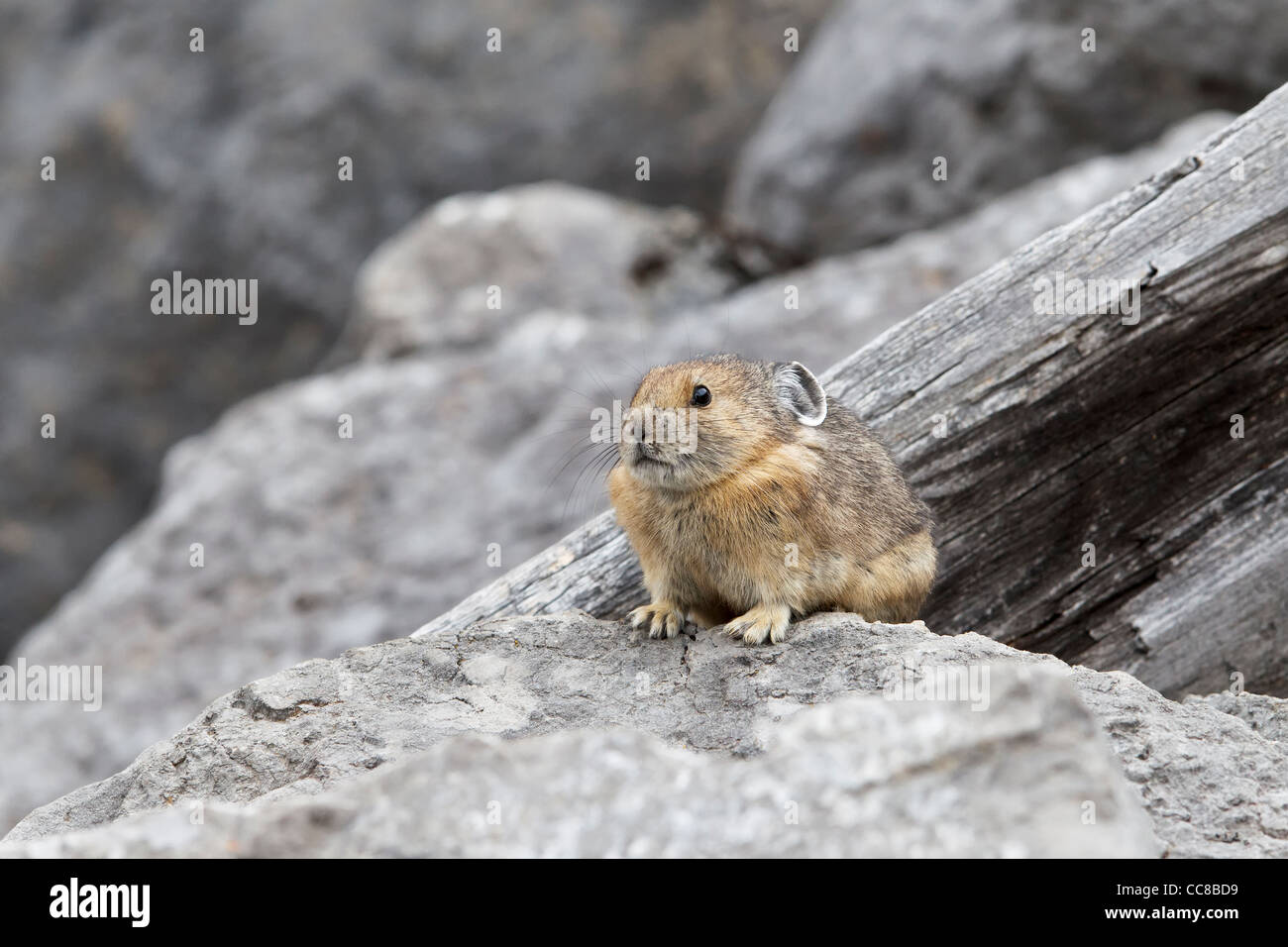 Northern pika High Resolution Stock Photography and Images - Alamy