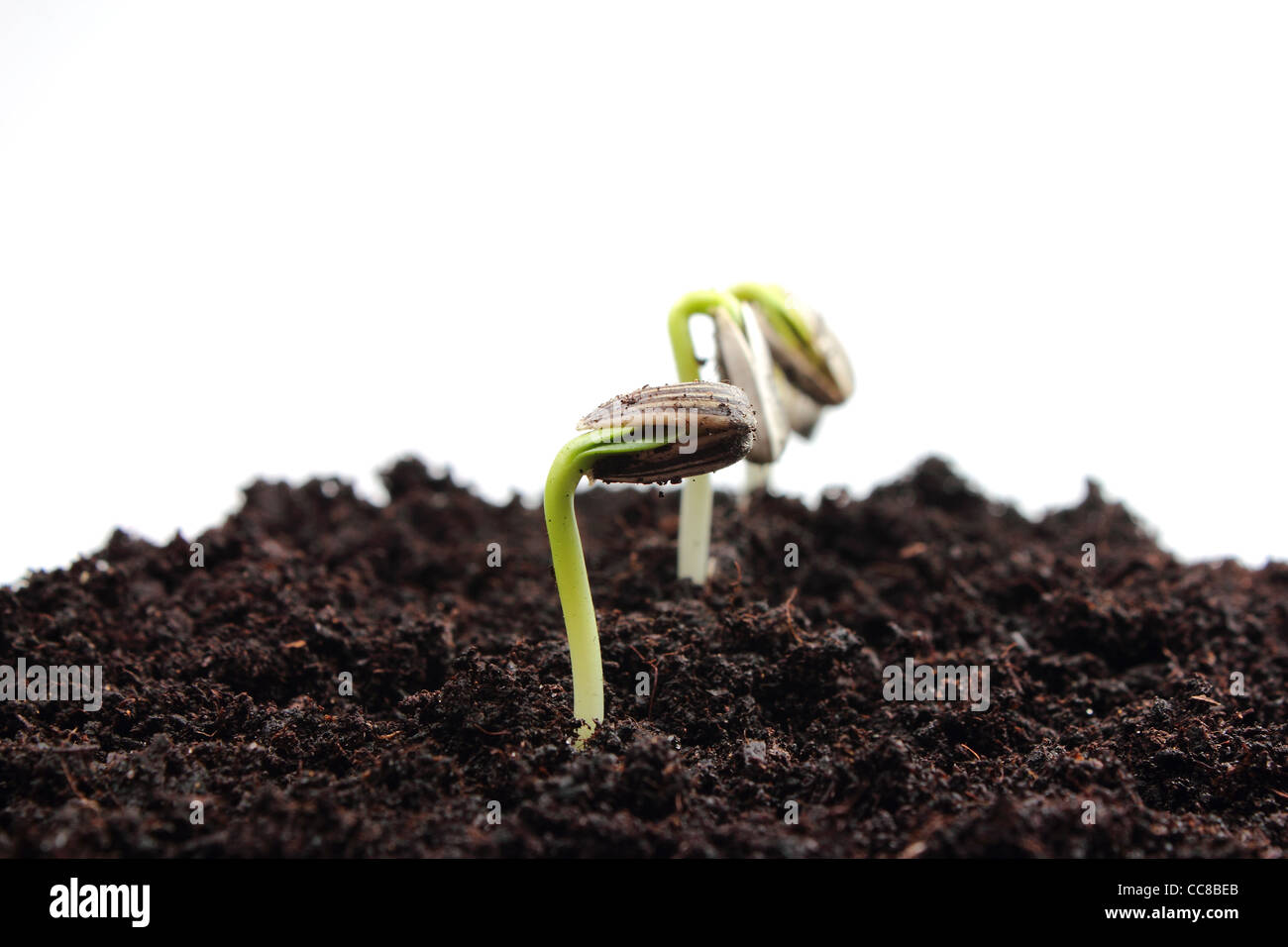 Sunflower seed germinating hi-res stock photography and images - Alamy