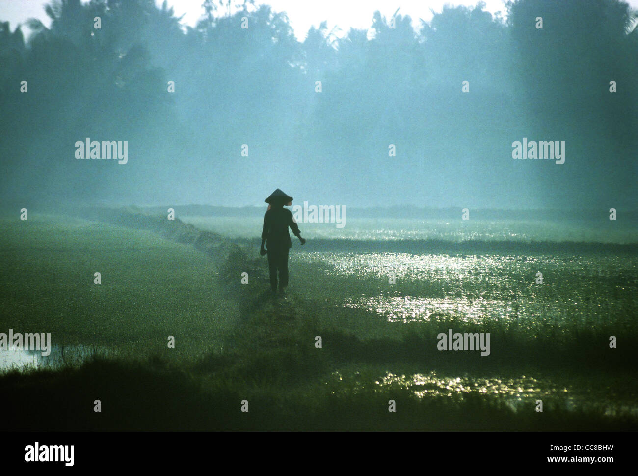 Mekong delta rice fields hi-res stock photography and images - Alamy