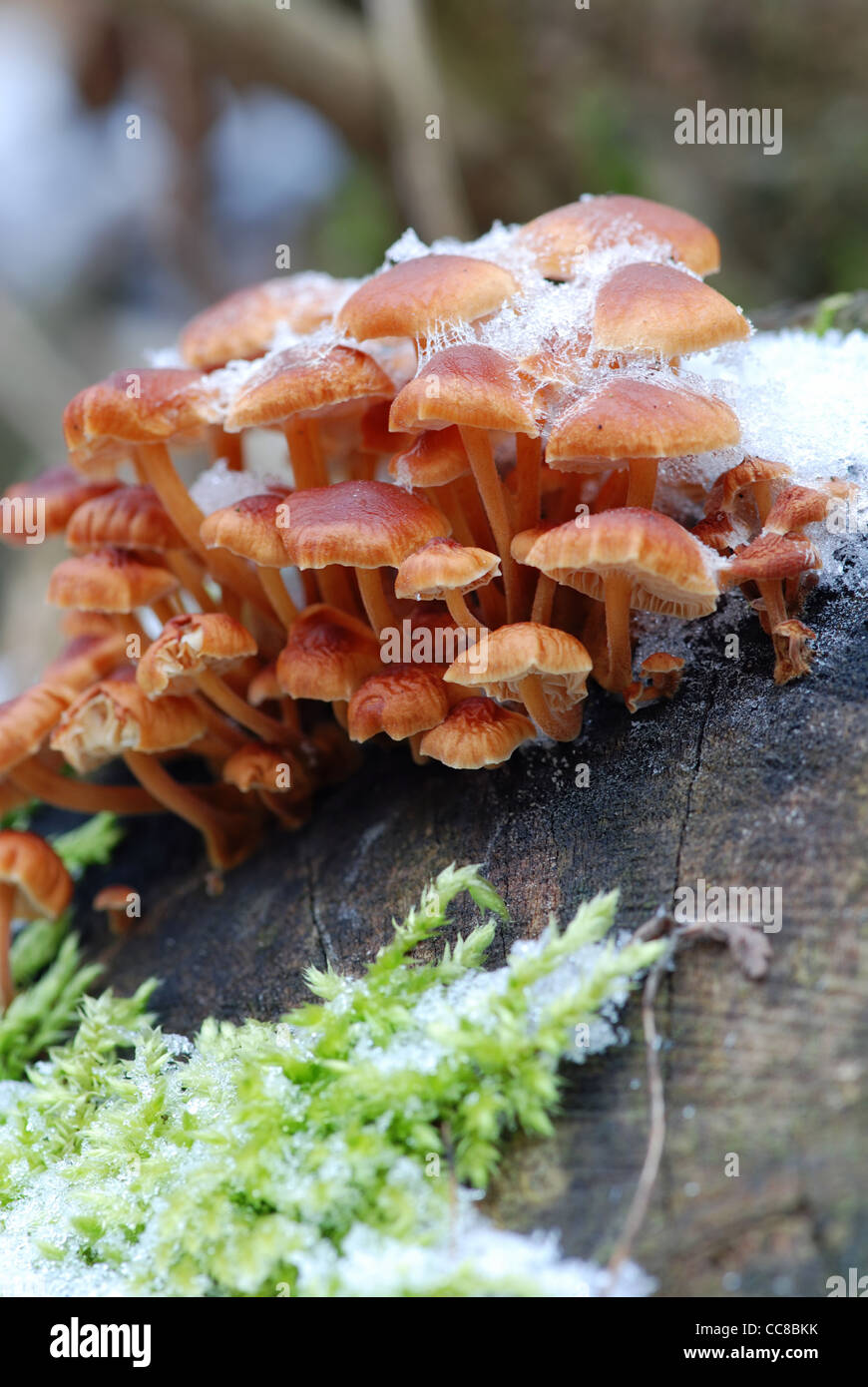 Flammulina velutipes ( velvet foot) winter mushrooms growing from stump ...