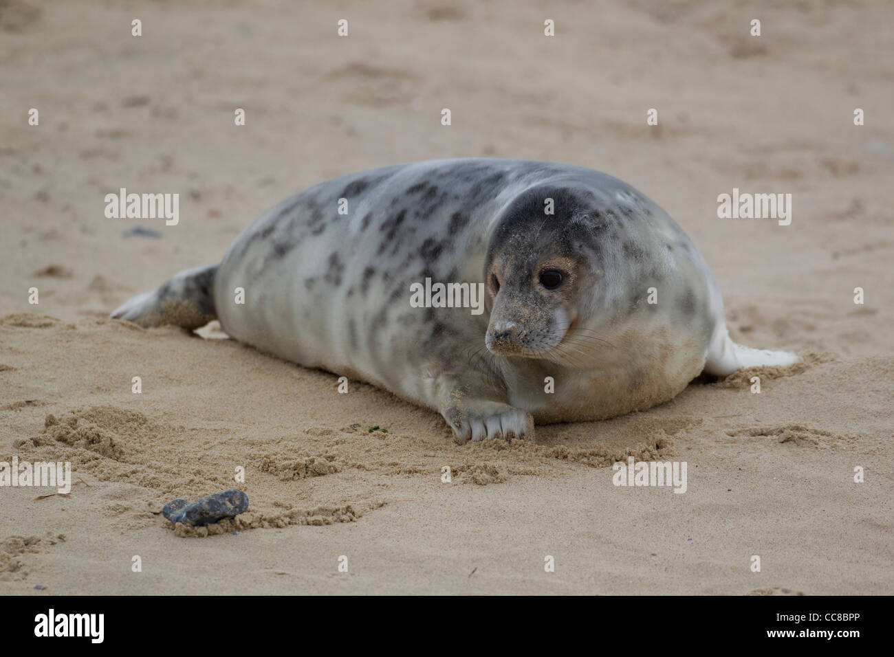 Grey seal playing with a stone on a beach in Norfolk Stock Photo - Alamy
