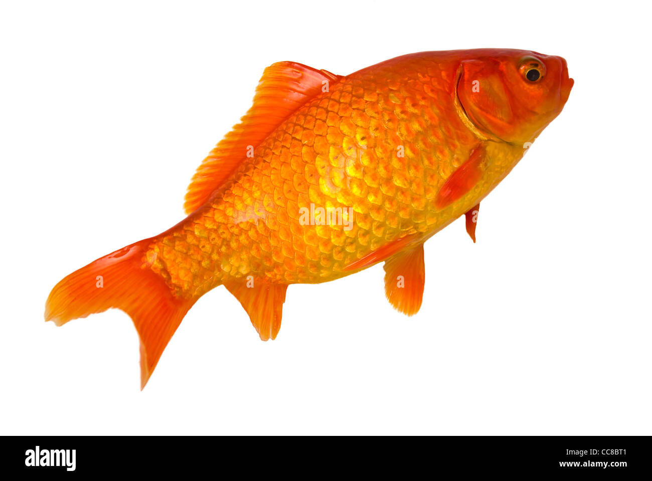 Small gold fish isolated on the white background Stock Photo - Alamy