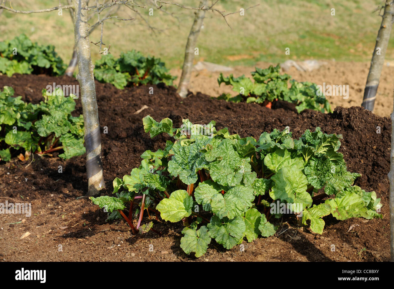 Farmers planting trees uk hi-res stock photography and images - Alamy