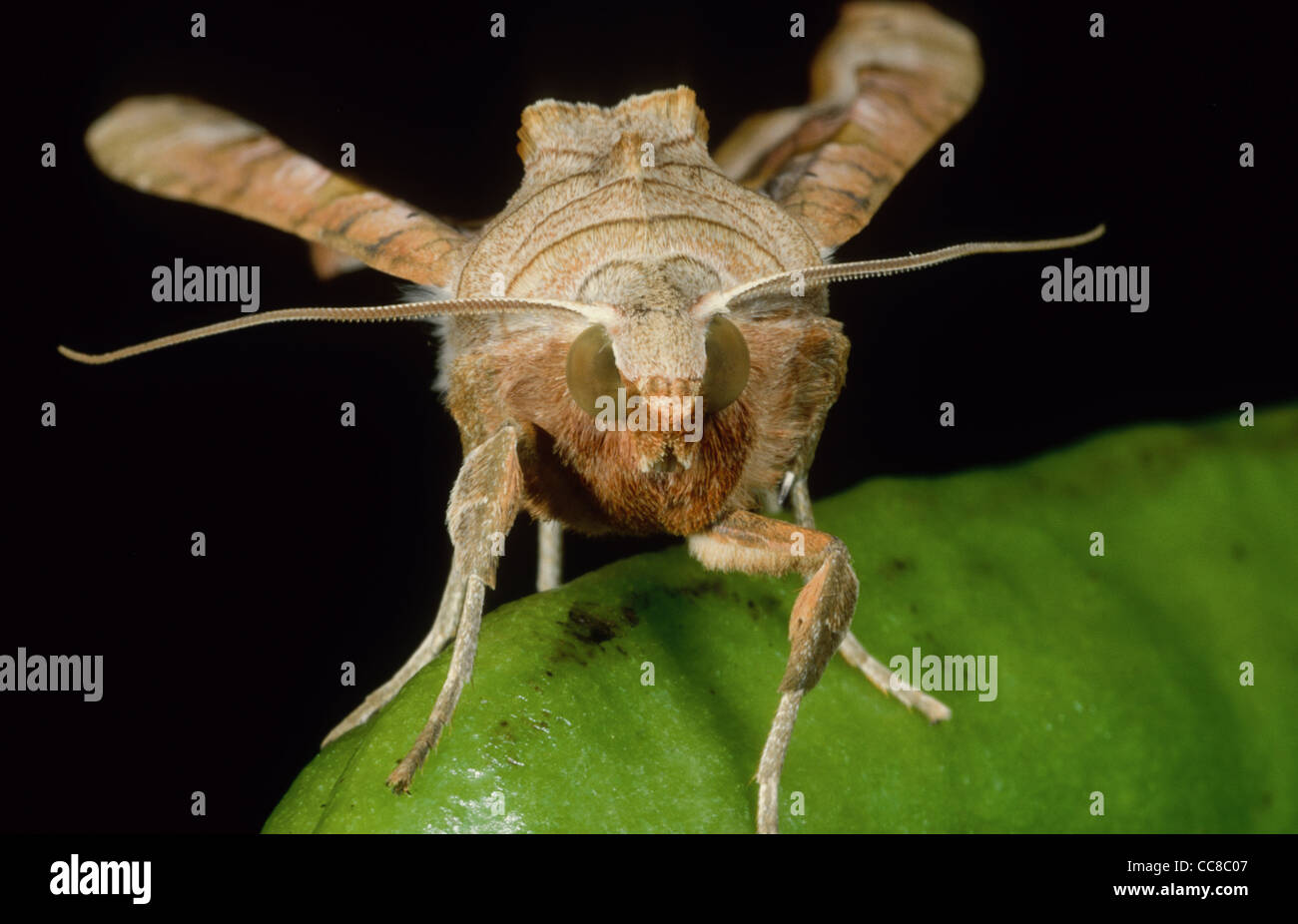 Moth close up hi-res stock photography and images - Alamy