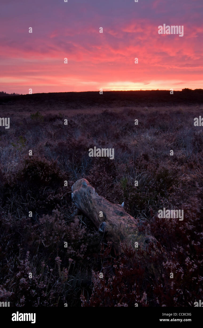 Wilverley plain hi-res stock photography and images - Alamy