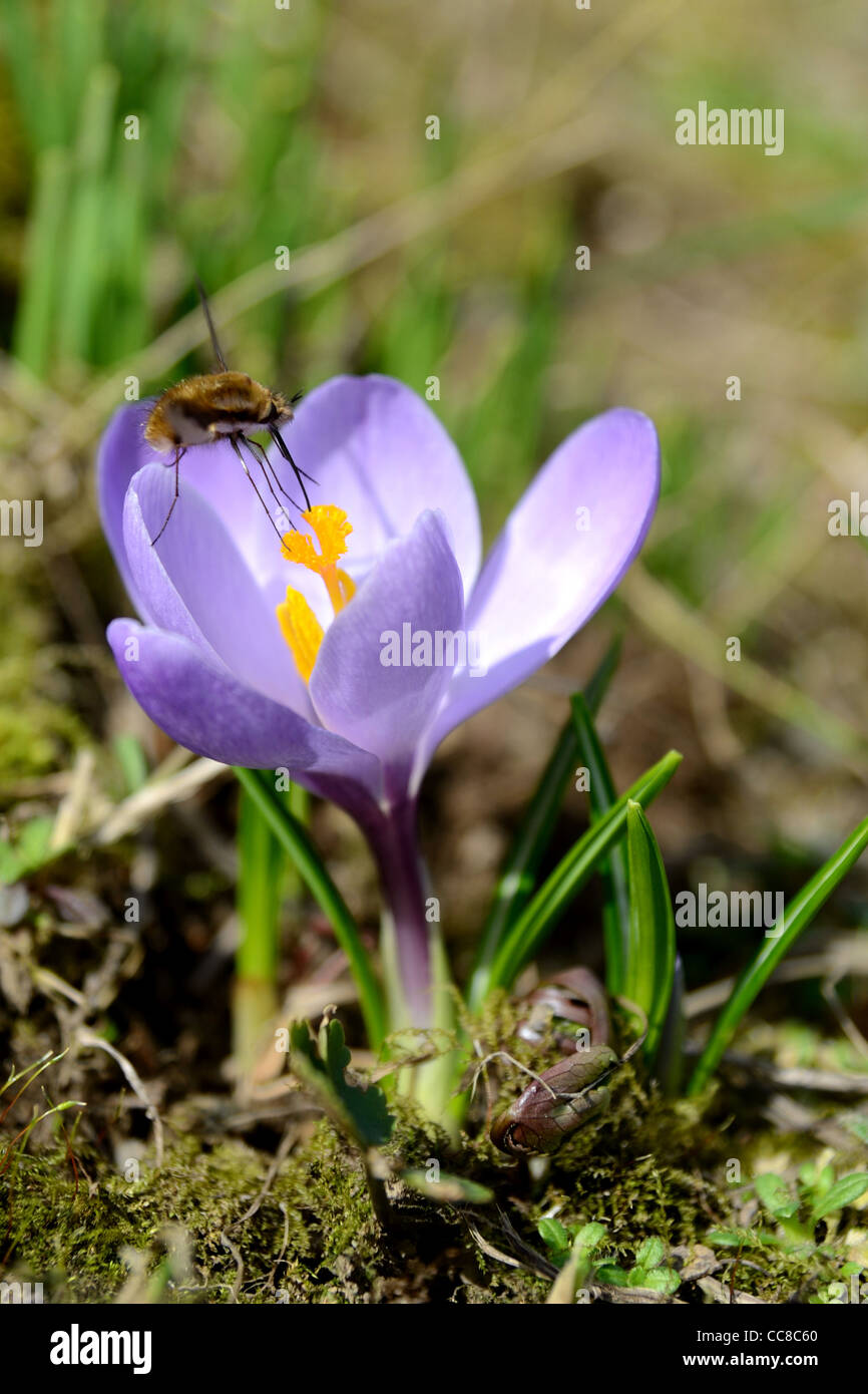 Spring blossom insects hi-res stock photography and images - Alamy
