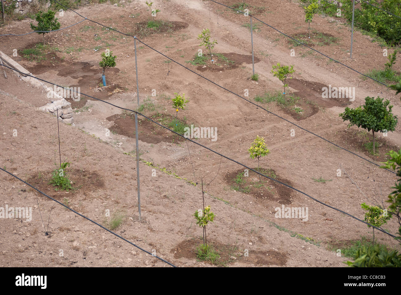 Orange grove irrigation hi-res stock photography and images - Alamy