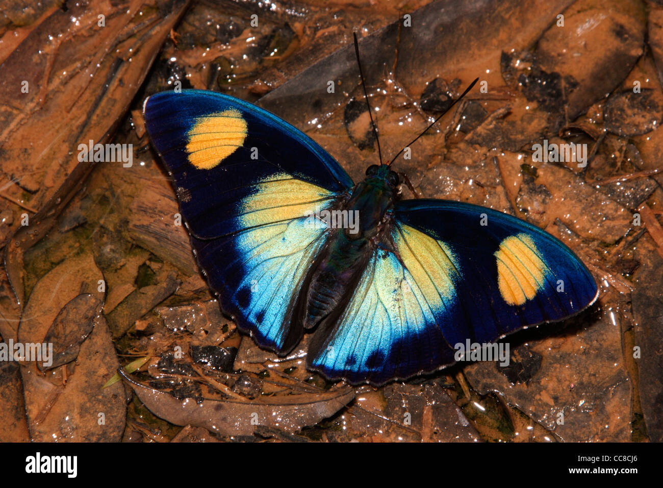 Janetta themis forester butterfly euphaedra hi-res stock photography ...
