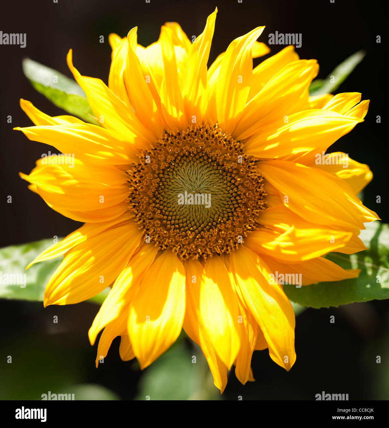 Multi head sunflower hi-res stock photography and images - Alamy
